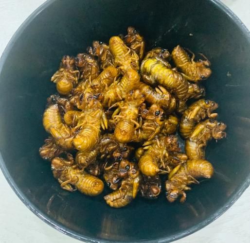 知了怎么做好吃_油炸知了做法-第1张图片-山城妙识