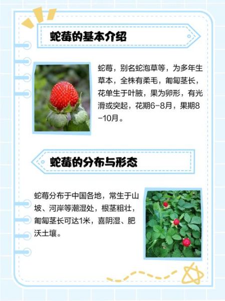 蛇莓为什么叫蛇莓_蛇莓名字的由来-第2张图片-山城妙识