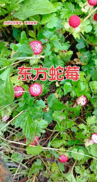 蛇莓为什么叫蛇莓_蛇莓名字的由来-第1张图片-山城妙识