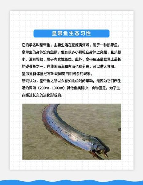 皇带鱼为什么叫地震鱼_皇带鱼可以吃吗-第1张图片-山城妙识