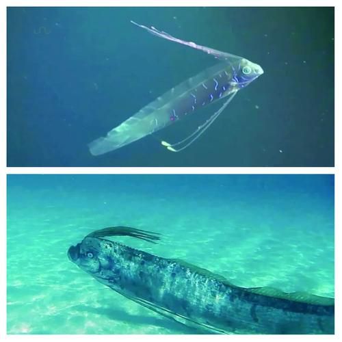 皇带鱼为什么叫地震鱼_皇带鱼可以吃吗-第3张图片-山城妙识