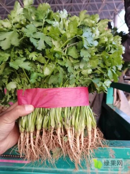 香菜网商城怎么样_香菜网商城靠谱吗-第2张图片-山城妙识 香菜网商城怎么样_香菜网商城靠谱吗-第2张图片-山城妙识