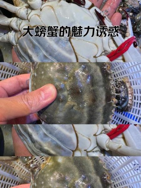 飞蟹养殖技术_飞蟹养殖成本和利润-第3张图片-山城妙识 飞蟹养殖技术_飞蟹养殖成本和利润-第3张图片-山城妙识