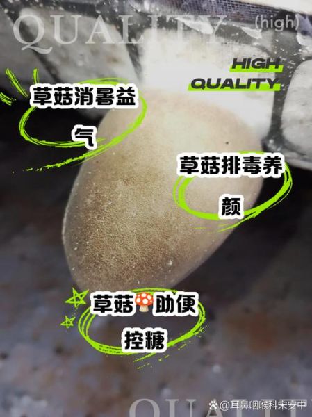 草菇的功效与作用_草菇能提高免疫力吗-第1张图片-山城妙识 草菇的功效与作用_草菇能提高免疫力吗-第1张图片-山城妙识