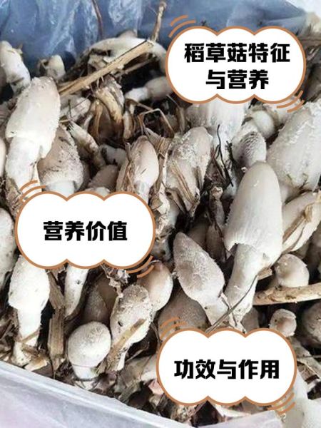 草菇的功效与作用_草菇能提高免疫力吗-第2张图片-山城妙识 草菇的功效与作用_草菇能提高免疫力吗-第2张图片-山城妙识