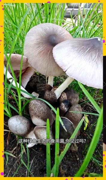 草菇的功效与作用_草菇能提高免疫力吗-第3张图片-山城妙识 草菇的功效与作用_草菇能提高免疫力吗-第3张图片-山城妙识