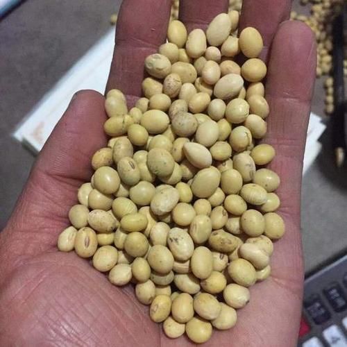 黄豆黄是谁_黄豆黄真实身份揭秘-第2张图片-山城妙识 黄豆黄是谁_黄豆黄真实身份揭秘-第2张图片-山城妙识