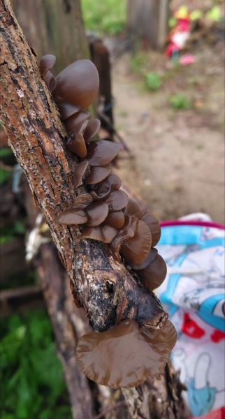 哪些树上的木耳不能吃_野外木耳中毒风险-第1张图片-山城妙识 哪些树上的木耳不能吃_野外木耳中毒风险-第1张图片-山城妙识