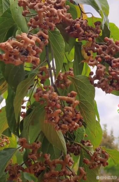 拐枣树图片_如何辨认野生拐枣-第3张图片-山城妙识 拐枣树图片_如何辨认野生拐枣-第3张图片-山城妙识