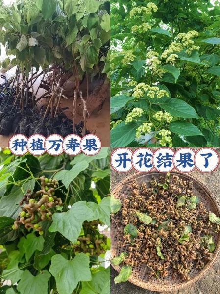 拐枣树图片_如何辨认野生拐枣-第1张图片-山城妙识 拐枣树图片_如何辨认野生拐枣-第1张图片-山城妙识