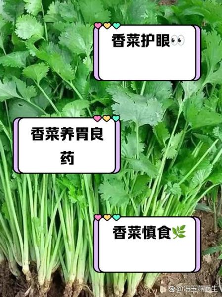香菜的功效与作用及禁忌_什么人不能吃香菜-第1张图片-山城妙识