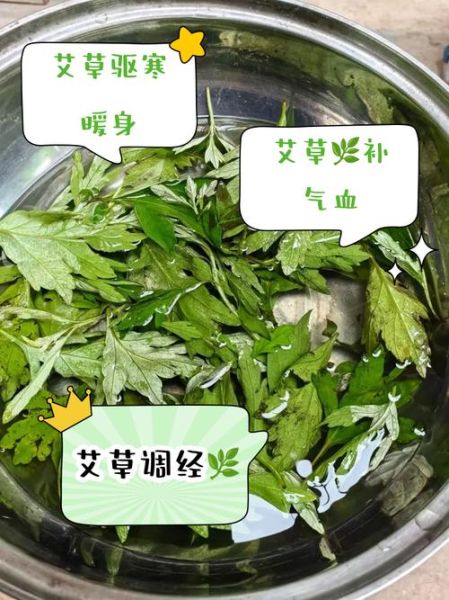 干艾叶泡水喝的副作用_干艾叶泡水禁忌人群-第3张图片-山城妙识