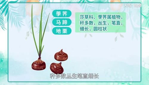 荸荠怎么读音_荸荠的拼音是什么-第2张图片-山城妙识