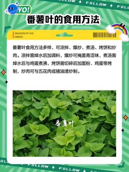 番薯叶功效有哪些_番薯叶怎么吃最营养-第1张图片-山城妙识