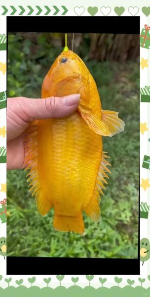 攀鲈鱼养殖技术_攀鲈鱼怎么养-第2张图片-山城妙识 攀鲈鱼养殖技术_攀鲈鱼怎么养-第2张图片-山城妙识