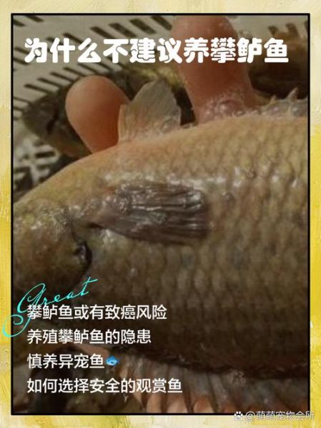 攀鲈鱼养殖技术_攀鲈鱼怎么养-第3张图片-山城妙识 攀鲈鱼养殖技术_攀鲈鱼怎么养-第3张图片-山城妙识