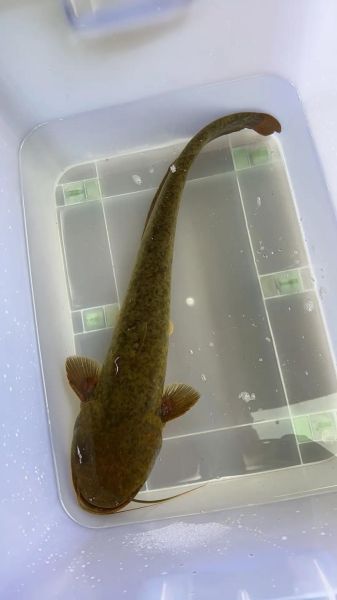 农村河里常见鱼有哪些_如何分辨十种河鱼-第2张图片-山城妙识