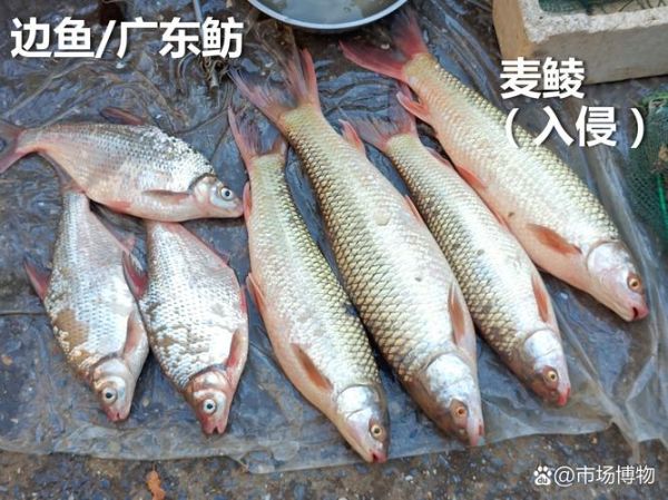 农村河里常见鱼有哪些_如何分辨十种河鱼-第1张图片-山城妙识