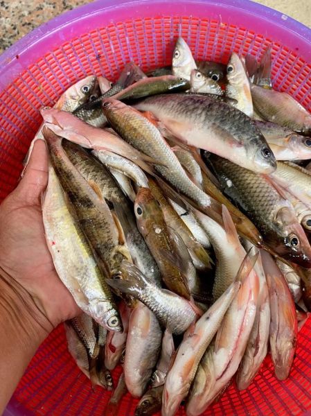 农村河里常见鱼有哪些_如何分辨十种河鱼-第3张图片-山城妙识