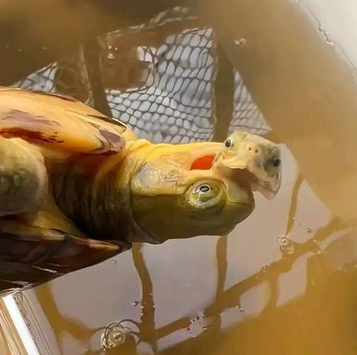 黄喉是什么动物身上的_黄喉是哪个部位-第3张图片-山城妙识