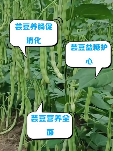 花芸豆的功效与作用_花芸豆怎么做好吃-第2张图片-山城妙识