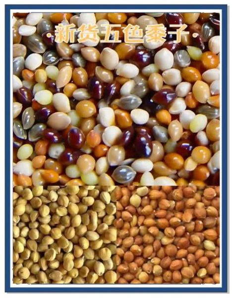 谷子是什么_谷子和小麦的区别-第2张图片-山城妙识 谷子是什么_谷子和小麦的区别-第2张图片-山城妙识