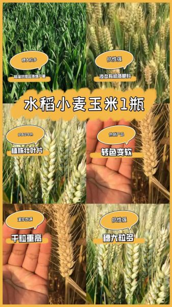 谷子是什么_谷子和小麦的区别-第3张图片-山城妙识 谷子是什么_谷子和小麦的区别-第3张图片-山城妙识