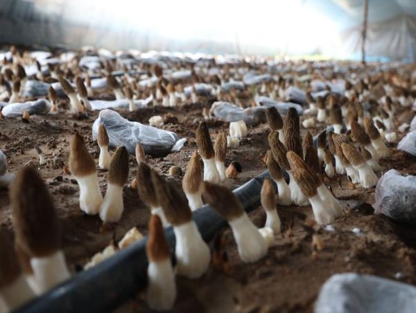 羊肚菌亩产量一般多少斤_如何提高羊肚菌亩产量-第1张图片-山城妙识