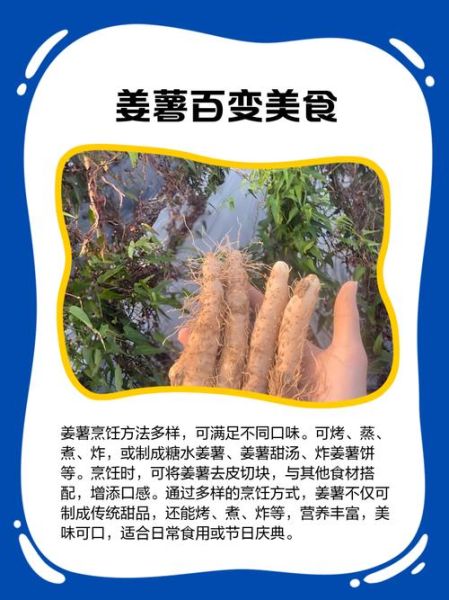 姜薯的功效与作用_姜薯怎么吃最好-第2张图片-山城妙识