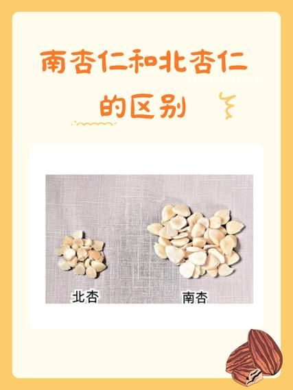 甜杏仁和苦杏仁的区别_哪个更适合日常食用-第3张图片-山城妙识