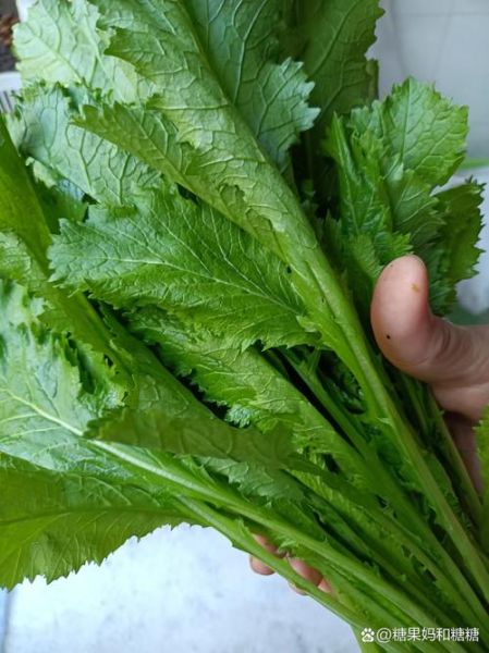 雪里蕻怎么腌制才脆_雪里蕻腌制多久可以吃-第1张图片-山城妙识