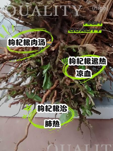枸杞根的功效与作用_枸杞根怎么吃最好-第2张图片-山城妙识