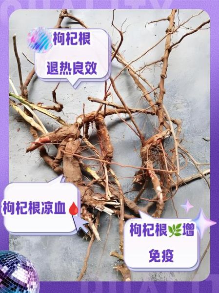 枸杞根的功效与作用_枸杞根怎么吃最好-第1张图片-山城妙识