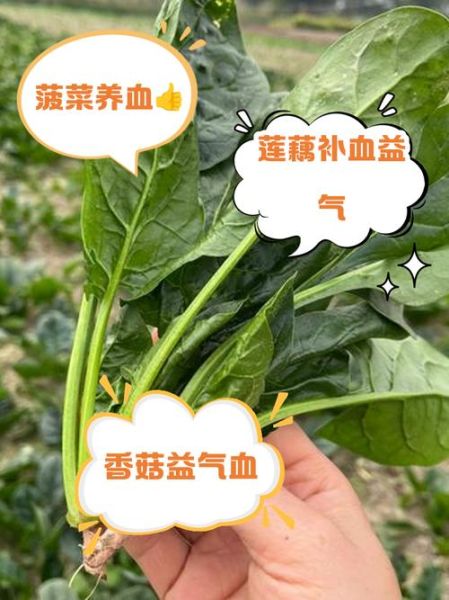 补气的蔬菜有哪些_哪些蔬菜补气效果最好-第3张图片-山城妙识