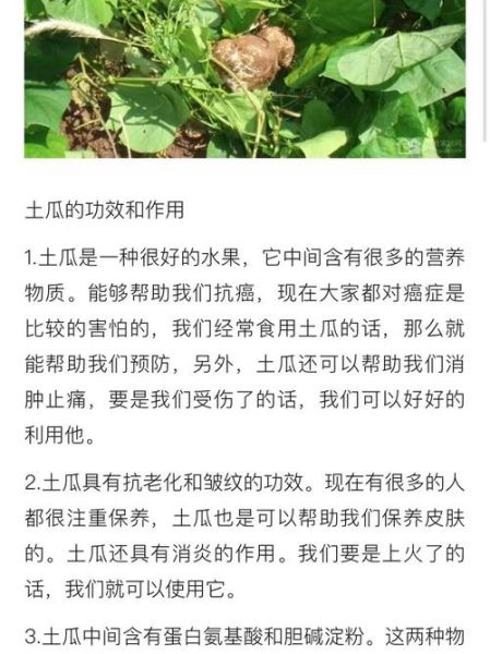 土瓜的功效与作用_土瓜怎么吃效果最好-第1张图片-山城妙识