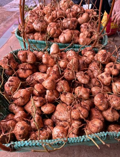 土瓜的功效与作用_土瓜怎么吃效果最好-第2张图片-山城妙识