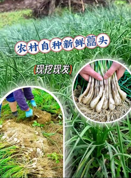 荞头怎么读_荞头的功效与作用-第2张图片-山城妙识