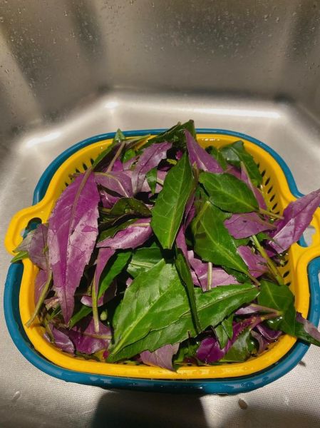 紫苋菜图片大全大图_紫苋菜怎么做好吃-第1张图片-山城妙识 紫苋菜图片大全大图_紫苋菜怎么做好吃-第1张图片-山城妙识