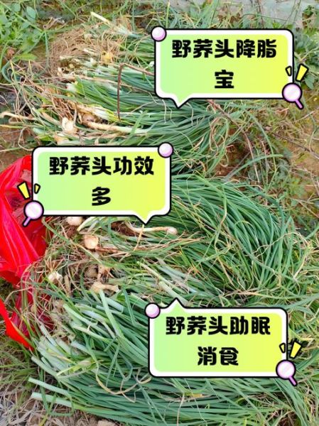 荞头怎么读_荞头的功效与作用-第1张图片-山城妙识