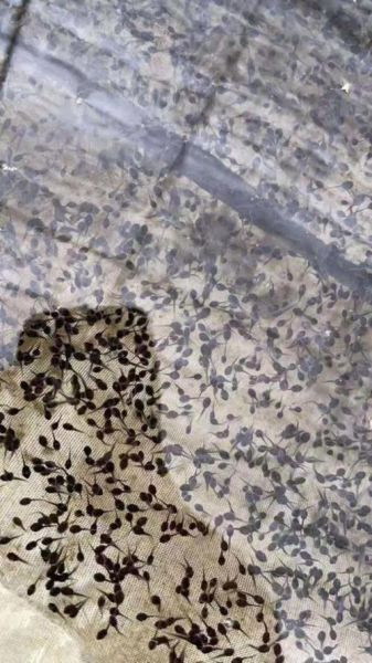 牛蛙苗在哪里买_如何挑选优质牛蛙苗-第1张图片-山城妙识