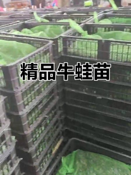 牛蛙苗在哪里买_如何挑选优质牛蛙苗-第2张图片-山城妙识