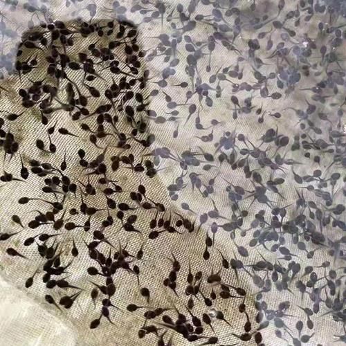 牛蛙苗在哪里买_如何挑选优质牛蛙苗-第3张图片-山城妙识