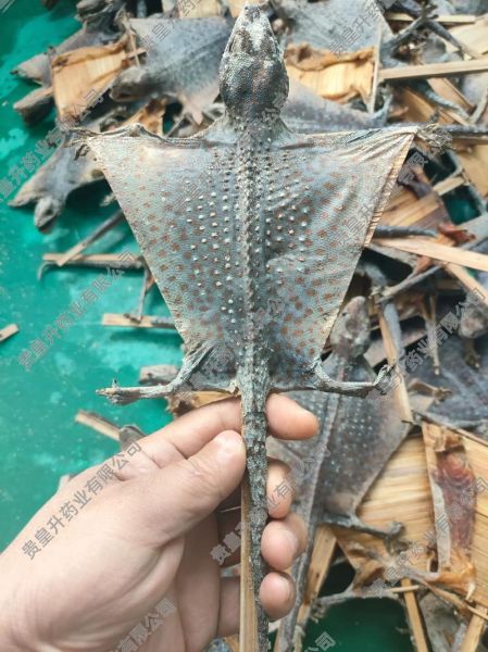 蛤蚧怎么读音_蛤蚧的功效与作用-第2张图片-山城妙识