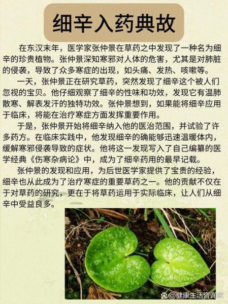 细辛的神奇功效有哪些_细辛怎么用效果最好-第2张图片-山城妙识 细辛的神奇功效有哪些_细辛怎么用效果最好-第2张图片-山城妙识