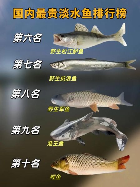 名贵鱼价格排名_哪些鱼最贵-第3张图片-山城妙识