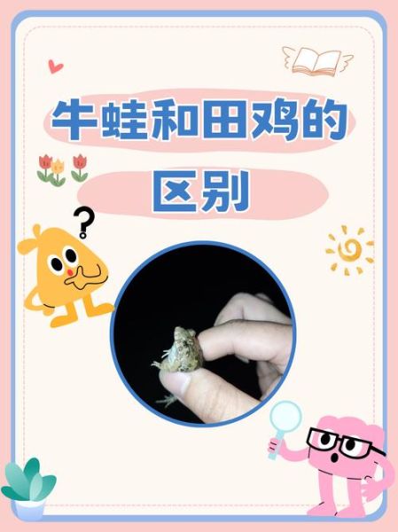 田鸡长什么样子_田鸡和青蛙的区别-第2张图片-山城妙识