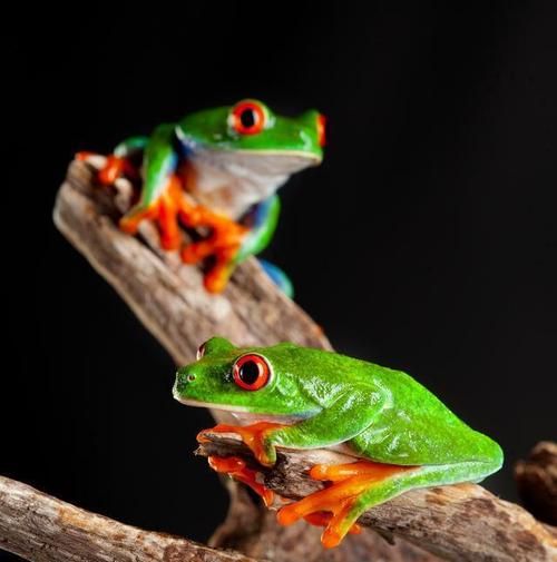 田鸡长什么样子_田鸡和青蛙的区别-第3张图片-山城妙识