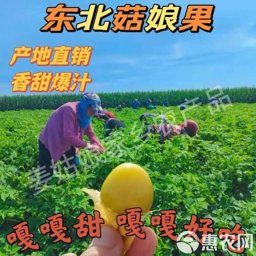 菇娘多少钱一斤_菇娘价格行情-第1张图片-山城妙识