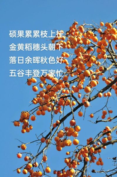 五谷丰登的意思是什么_五谷丰登的寓意和象征-第3张图片-山城妙识