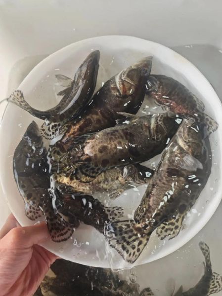 土桂鱼多少钱一斤_土桂鱼价格行情-第1张图片-山城妙识